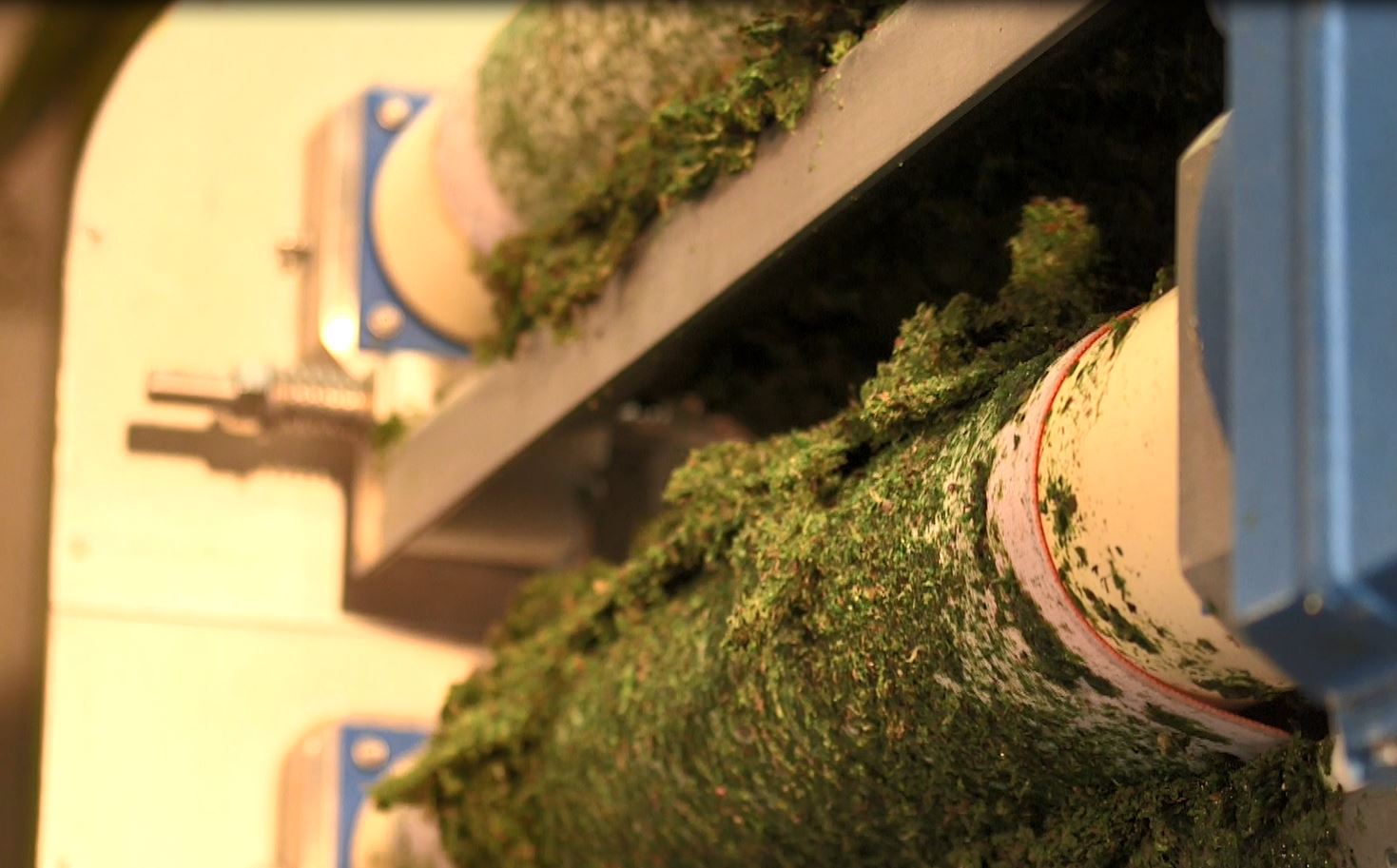 GENIALG Launches Promotional Video for Seaweed Biorefinery - GENIALG ...