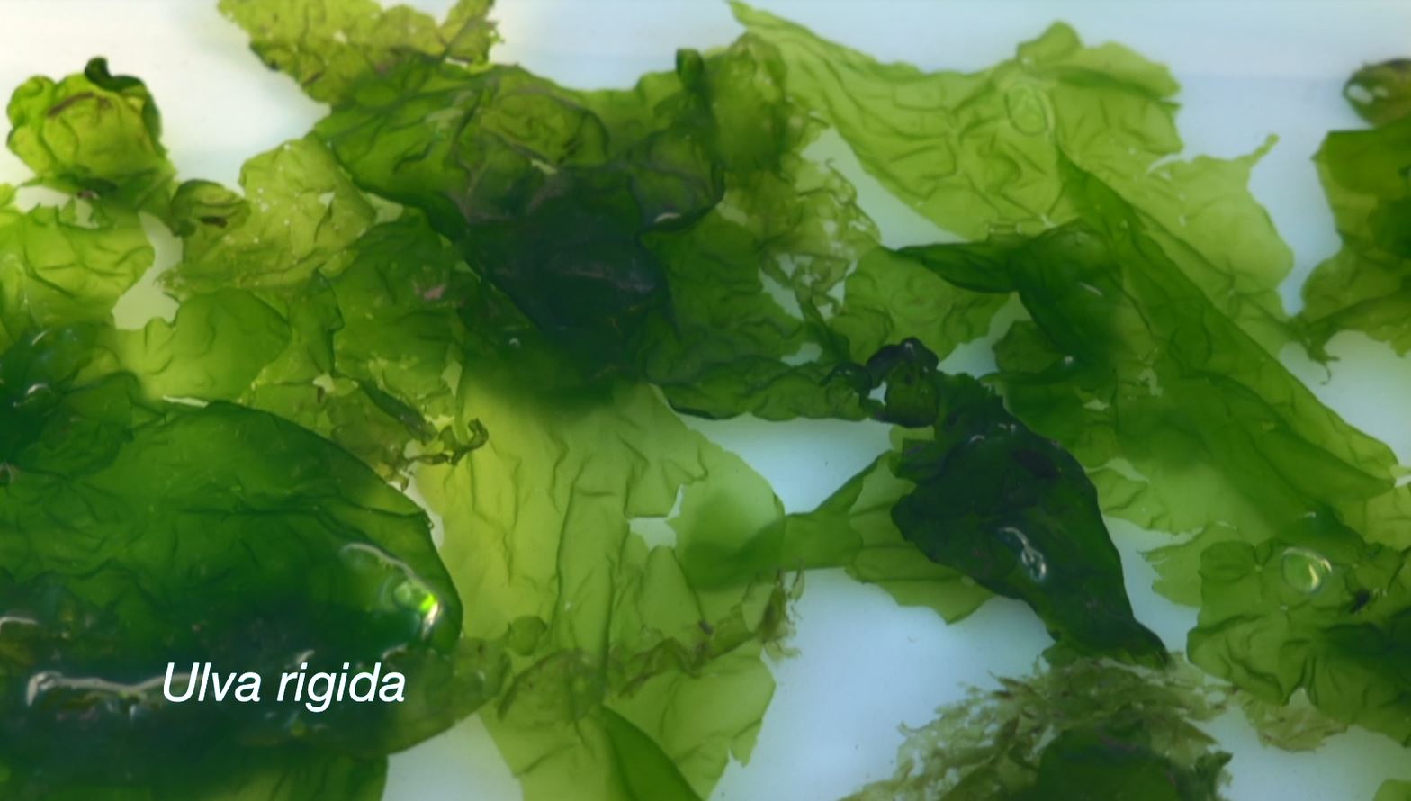 GENIALG Launches Promotional Video for Seaweed Biorefinery - GENIALG ...