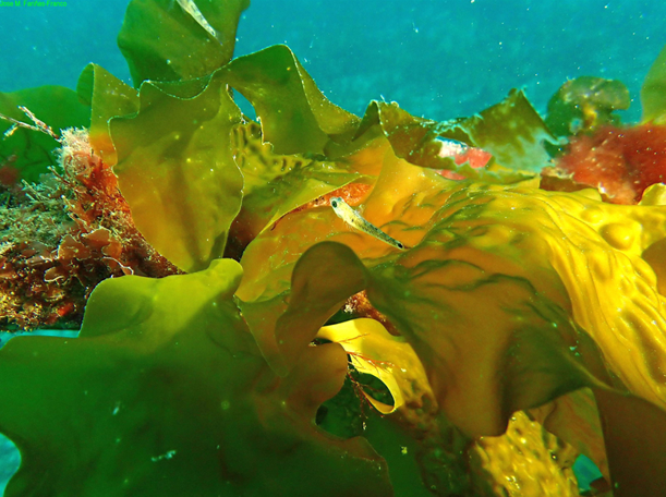 Project Blog: Sustainable Seaweed - Planting Forest Crops of a Very ...